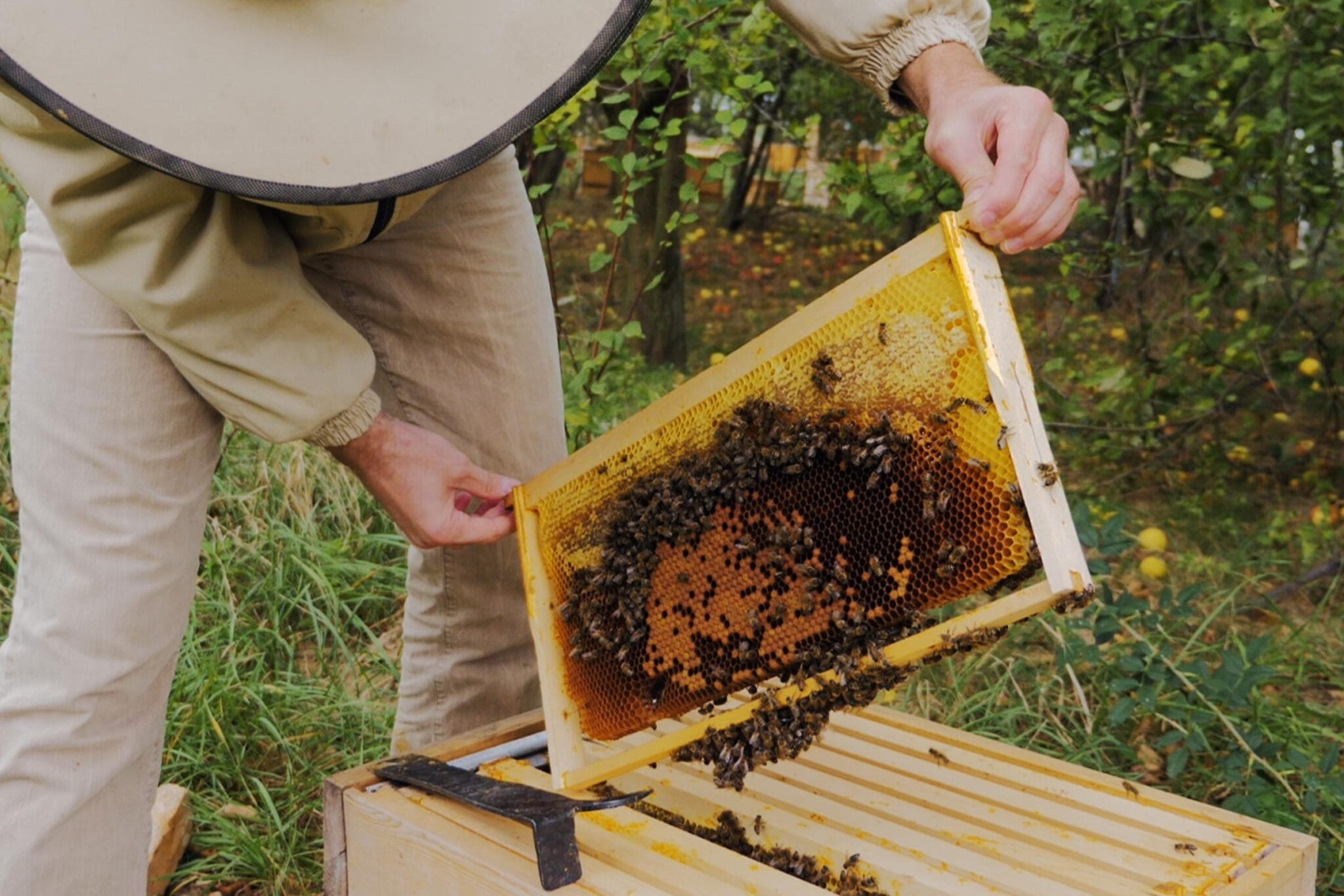 Slováci vytvorili prístroj na pomoc včelám. Ich vynález sa šíri do ...